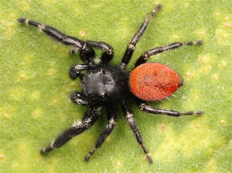 Phidippus Johnsoni Wikipedia