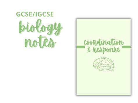 Gcse Igcse Biology Notes Coordination And Response Teaching Resources