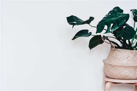 Indoor Plant Desktop Wallpapers Top Free Indoor Plant Desktop