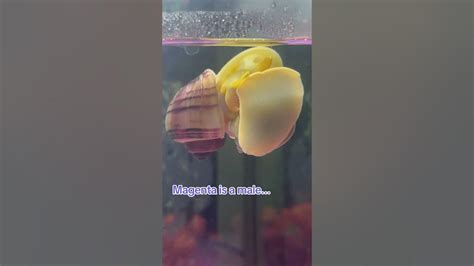 Mystery Snail Sex Revealed Fishkeeping Aquarium Fish Mysterysnail