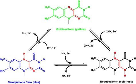 Team Bielefeld Germany Project Riboflavine