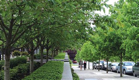 Tree Lined Street For Short