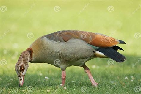 Elswout Stock Image Image Of Goose Park Portrait Wallpaper 38240361