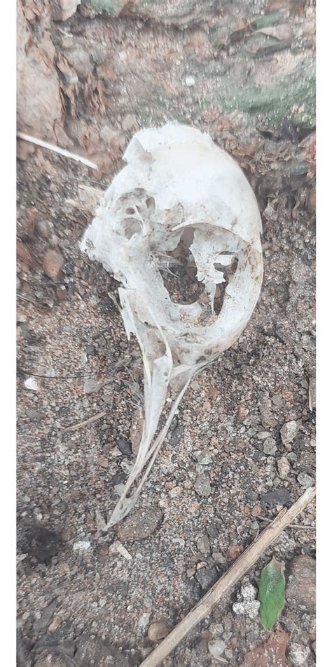 Any Idea What Type Of Bird Rbonecollecting