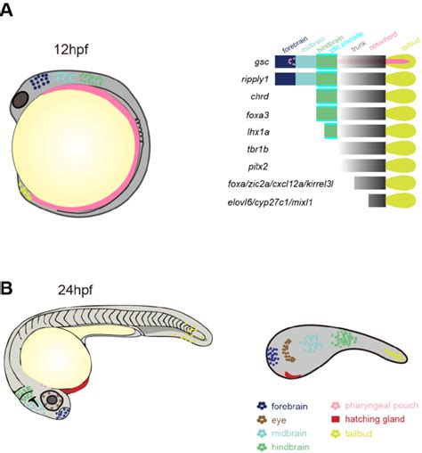 Model Of Nodal Function During Zebrafish Early Development A Cartoon