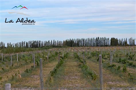 LA JAPONESA Más Campo Periodismo de Campo