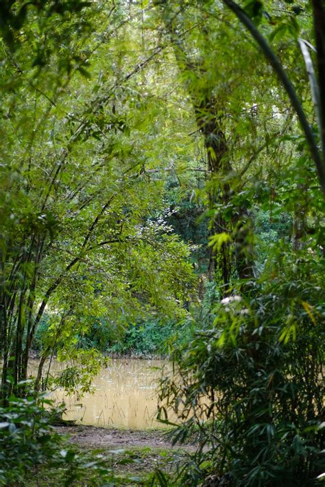 Bamboo Agroforestry In India Profitable And Sustainable Smart Crop Farming