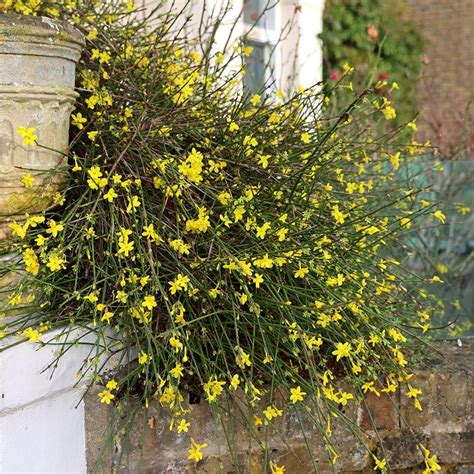 Buy Winter Jasmine Jasminum Nudiflorum £14 99 Delivery By Crocus