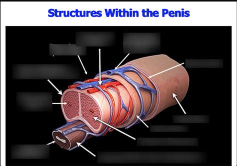 Penile Structures Diagram Quizlet