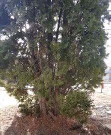 Superstar  Tree