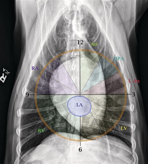 18 Cardiovascular System Veterian Key