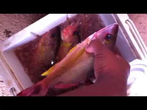 Fishing For Toau Youtube