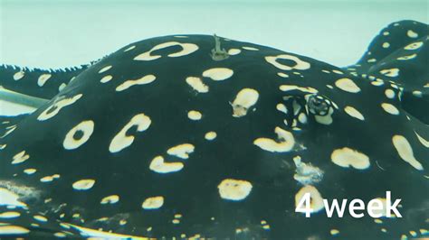 Freshwater Stingray Mating And Pregnant Youtube