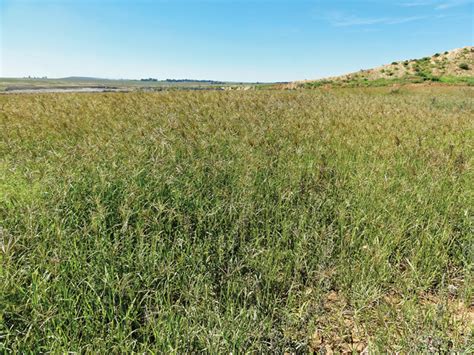 Integrated Crop And Pasture Based Livestock Production Systems Part 4