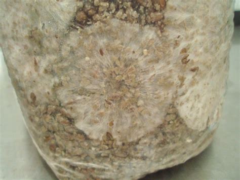 Inoculation Of Grain Spawn With Mycelium On Agar Medium