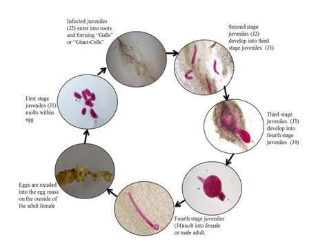 Meloidogyne Root Knot Nematode Structure Life Cycle Diagnosis