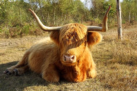Images Gratuites Paysage Animal Faune Corne Vache Pâturage