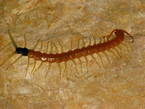 Wild About Texas Giant Red Headed Centipede