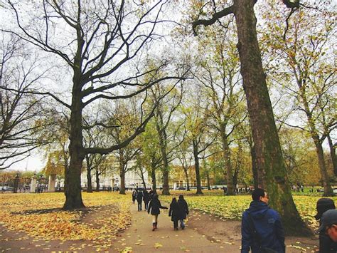 Premium Photo Trees In Park