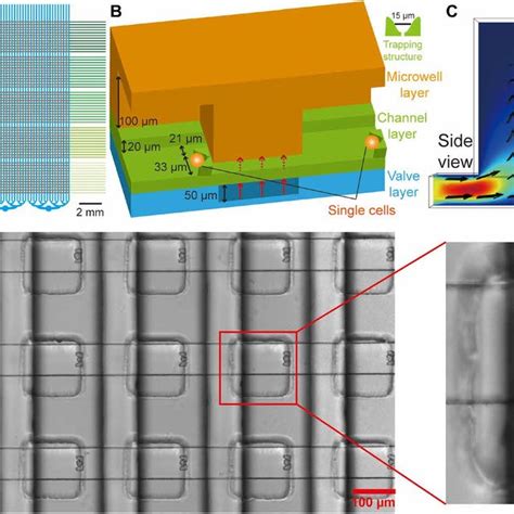 Addition Of Cell Trapping Microstructures To Wells Of A Microfluidic Download Scientific
