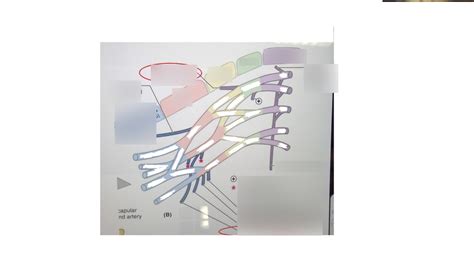 Brachial Plexus Diagram Quizlet Brachial Plexus Diagram Quizlet