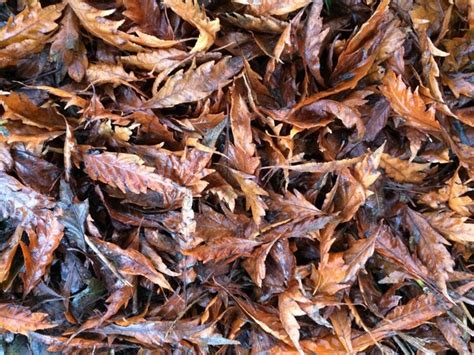 Cut Leaf Beech Youtube Videos Exeter Trees And Shrubs