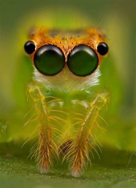 Yellow Lined Epeus Jumping Spider Female Artofit