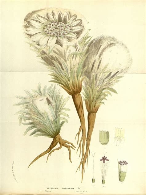 はなはいろいろ：極寒の花 ワタゲトウヒレン 東方見雲録 楽天ブログ