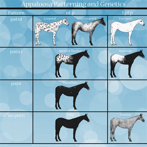 Spotting Patterns In Appaloosas Iprh