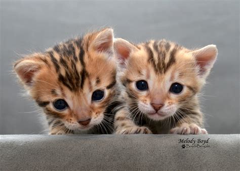 Bengal Kittens