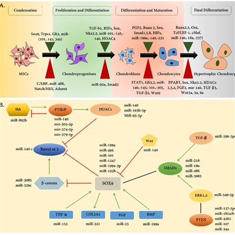 Important Micrornas Involving In Chondrogenesis And Chondrocyte