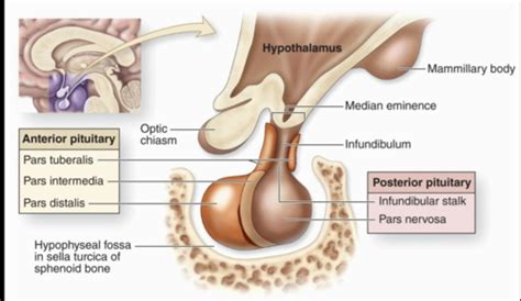 Infundibulum Pituitary Gland