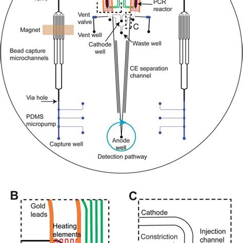 Schematic Of Fully Integrated Microdevice For Forensic Str Analysis
