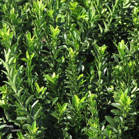 Green Boxleaf Euonymus Plants Express