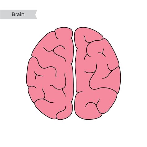 Premium Vector Vector Illustration Of Human Brain Anatomy