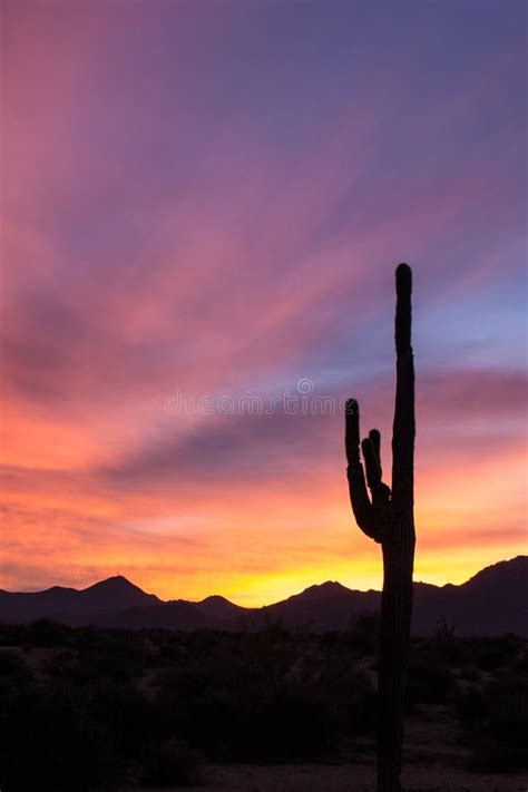 Saguaro Cactus At Sunset Stock Image Image Of Silhouette 29464921