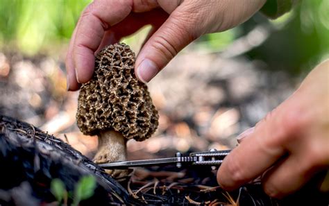 What To Do With Morel Mushrooms After Picking Detroit Chinatown