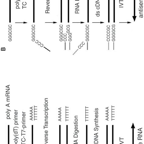 2 Outline Of The Tc Rna Amplification Methodology A A Poly Dt