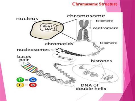 Chromosome Structure Types And Functionpptx