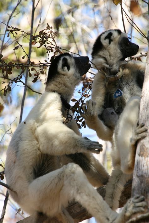 Sifaka Research Project