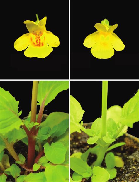 Mimulus Luteus