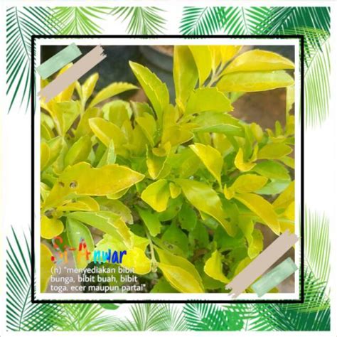 Tanaman Penitian Kuning Lazada Indonesia