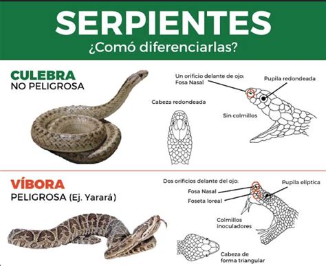 En Carabobo Mayor Presencia De Casos De Mordedura De Serpientes