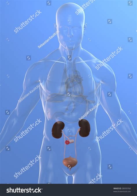 Urostomy Stock Illustration 28959760 Shutterstock