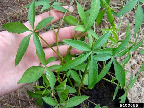 Flora De Puerto Rico Ilustrada Papo Vives Convolvulaceae Ipomoea Wrightii