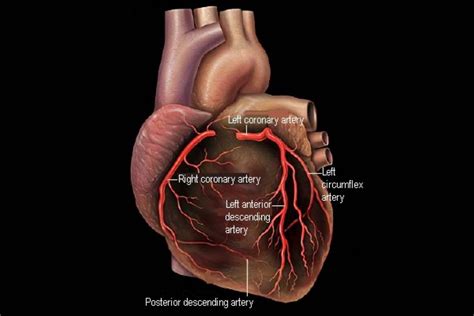 Coronary Arteries Anatomy And Function