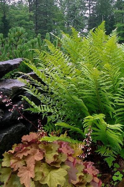 Buy Robust Male Fern Dryopteris X Complexa Free Shipping Wilson