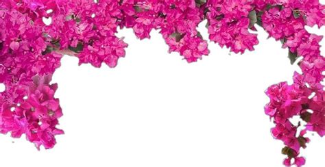 Mamma Mia Cutout Of Pink Flowers On White Background