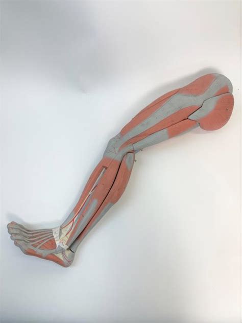 Model Of Leg Film Medical