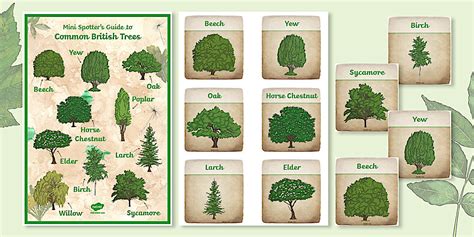 Uk Tree Id Guide Teacher Made Twinkl